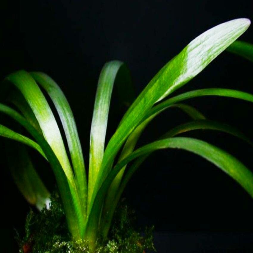 Сагиттария Платифила (Sagittaria platyphylla) - 3 куста. Живое аквариумное растение