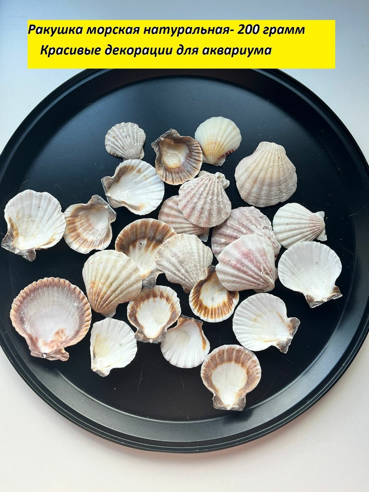 Ракушки морские натуральные для декора