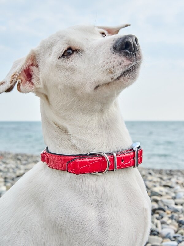 Ошейник для собак Japan Premium Pet из полированной натуральной кожи. Размер М.