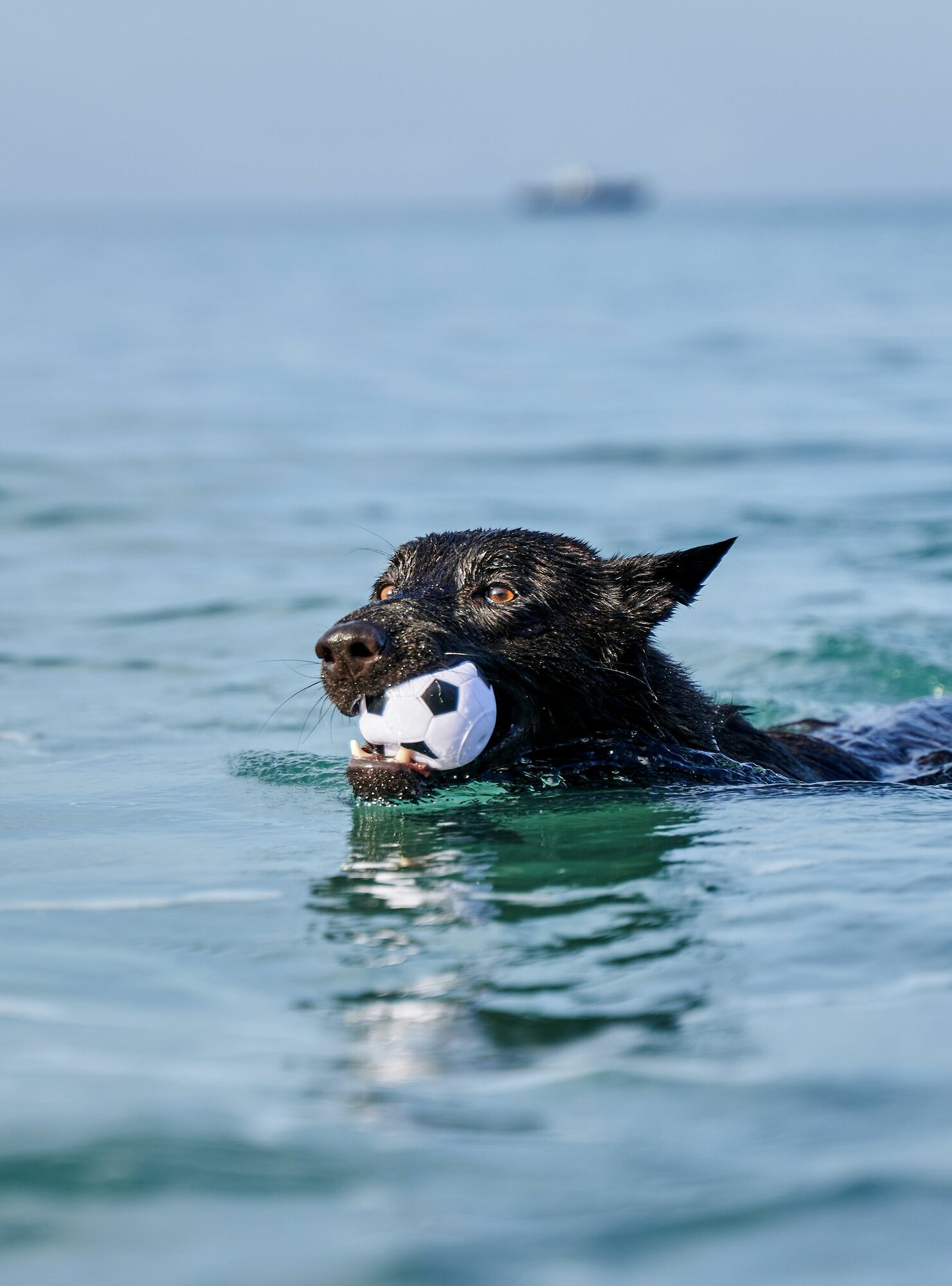 Игрушка-мяч Japan Premium Pet в форме футбольного мяча для собак мелких и средних пород