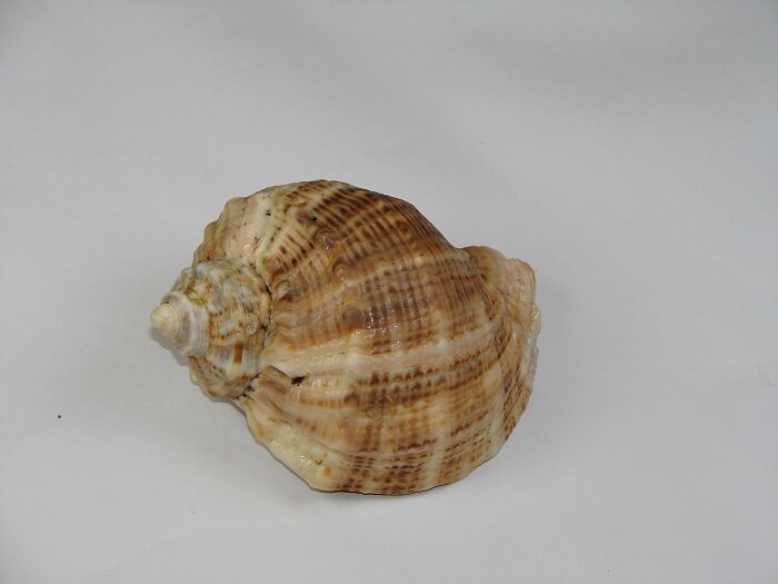 Ракушка Рапана, 3 шт