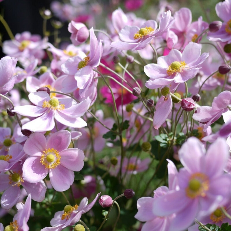 Анемона гибридная Лорелай (1 корневище в горшке р9), Нидерланды
