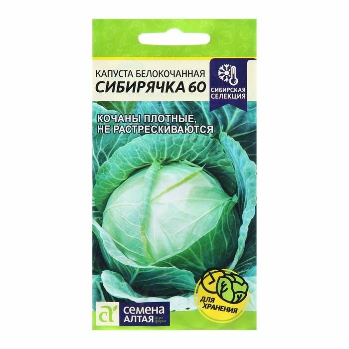 Семена капуста белокочанная Сибирячка 60 - среднеспелая , для хранения и квашения . Семена Алтая.