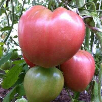 Коллекционные семена томата Минусинский