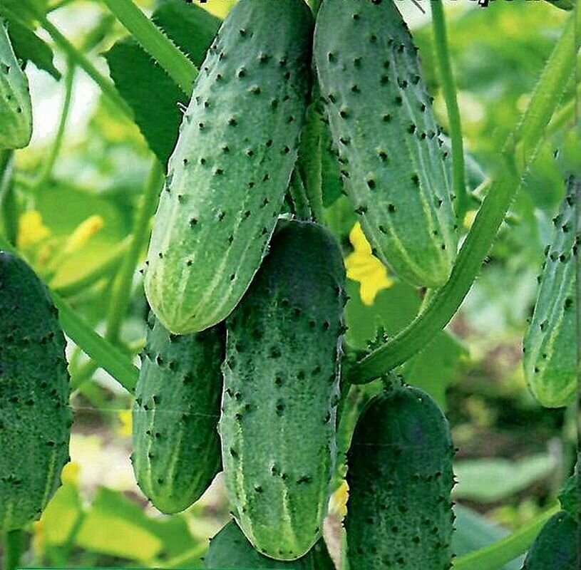 Коллекционные семена огурца F1 Ванька-Встанька