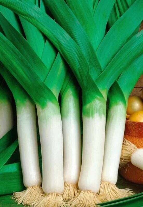 Коллекционные семена лука порей Бандит Сибири