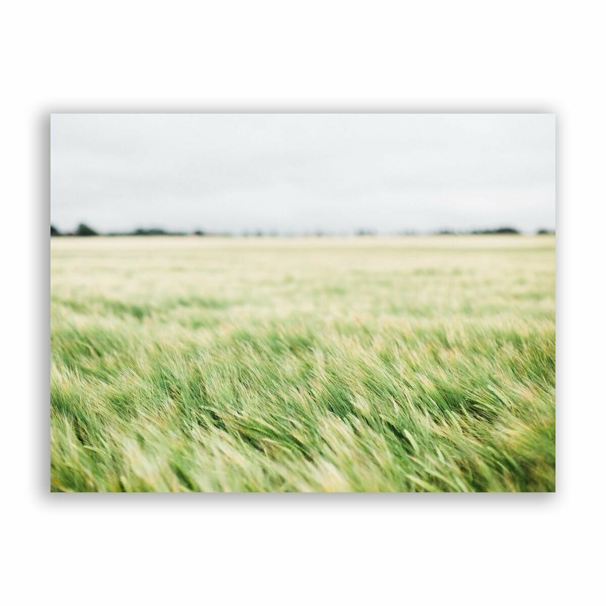 Постер, плакат на бумаге / Трава / Размер 60 x 80 см