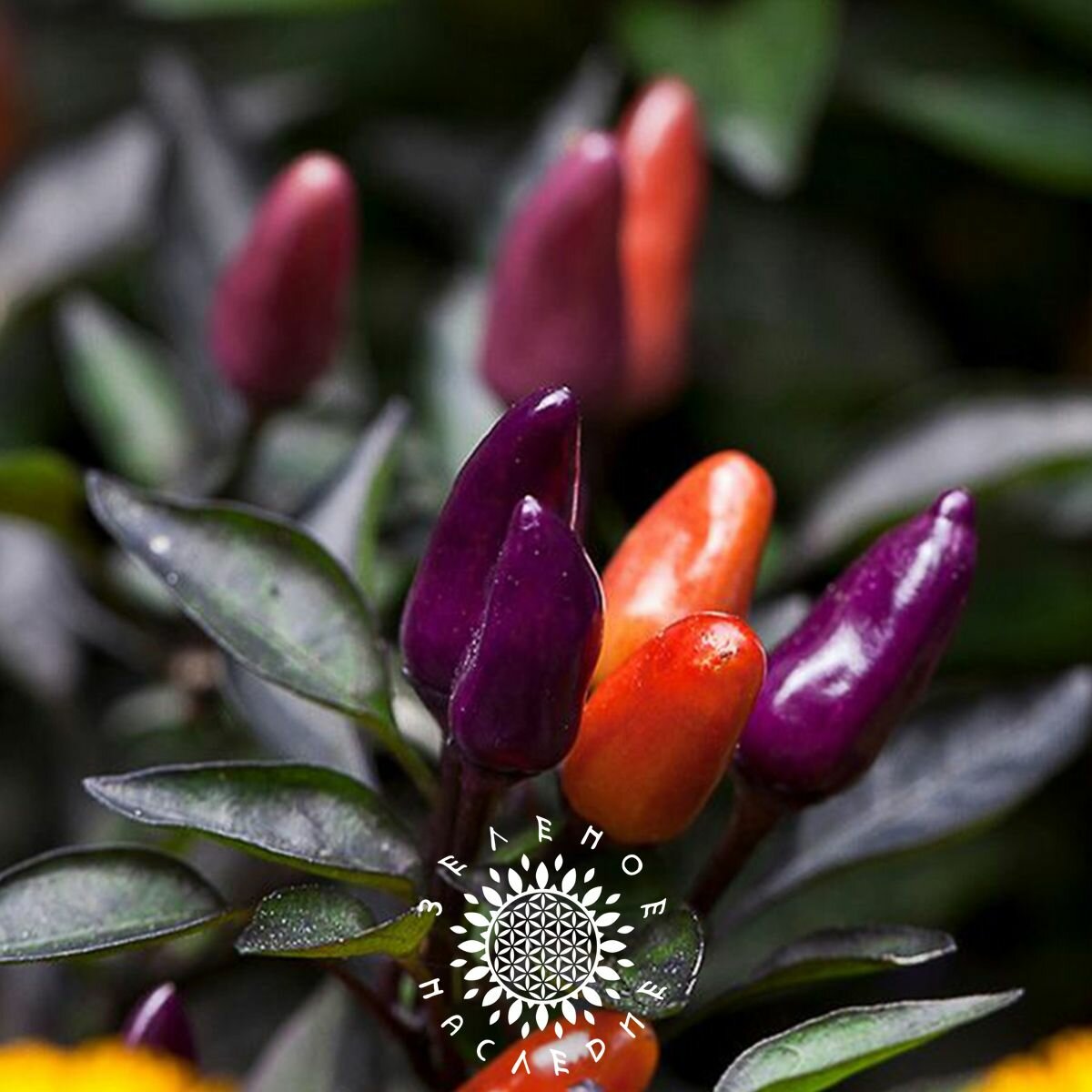 Семена Перец Взрывоопасные угли (лат. Capsicum annuum) 5шт от Green Legacy