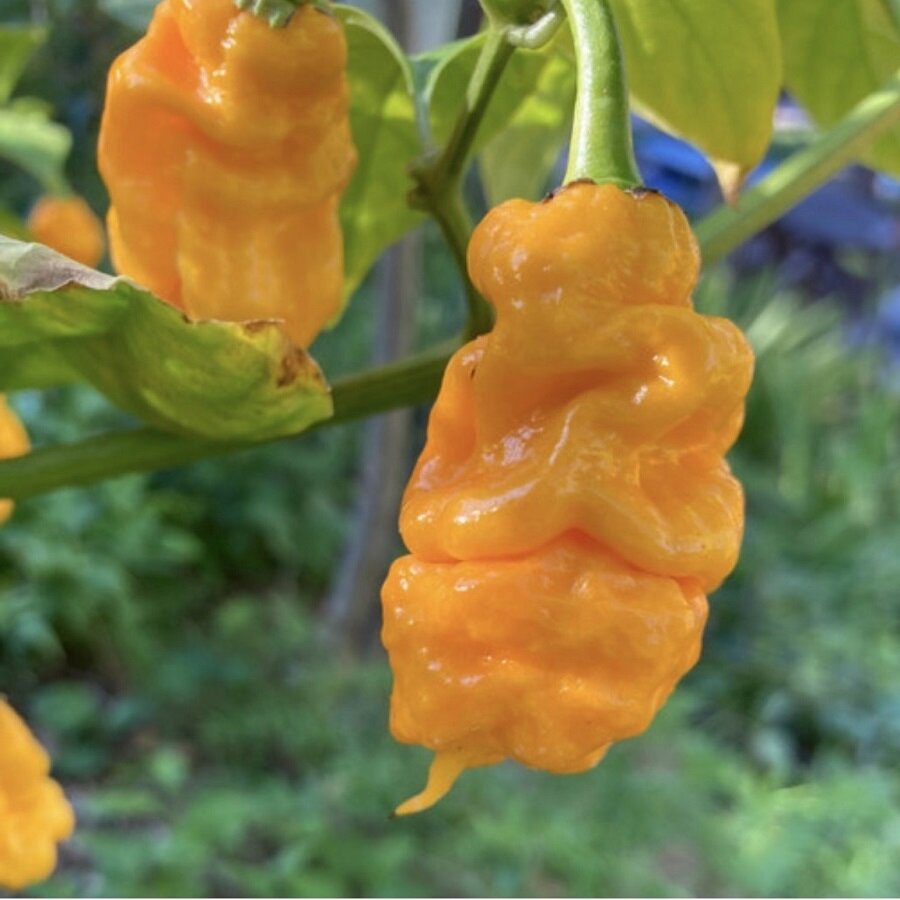 Семена Deodar SEEDS COMPANY Перец острый T-Rex yellow 5 шт.