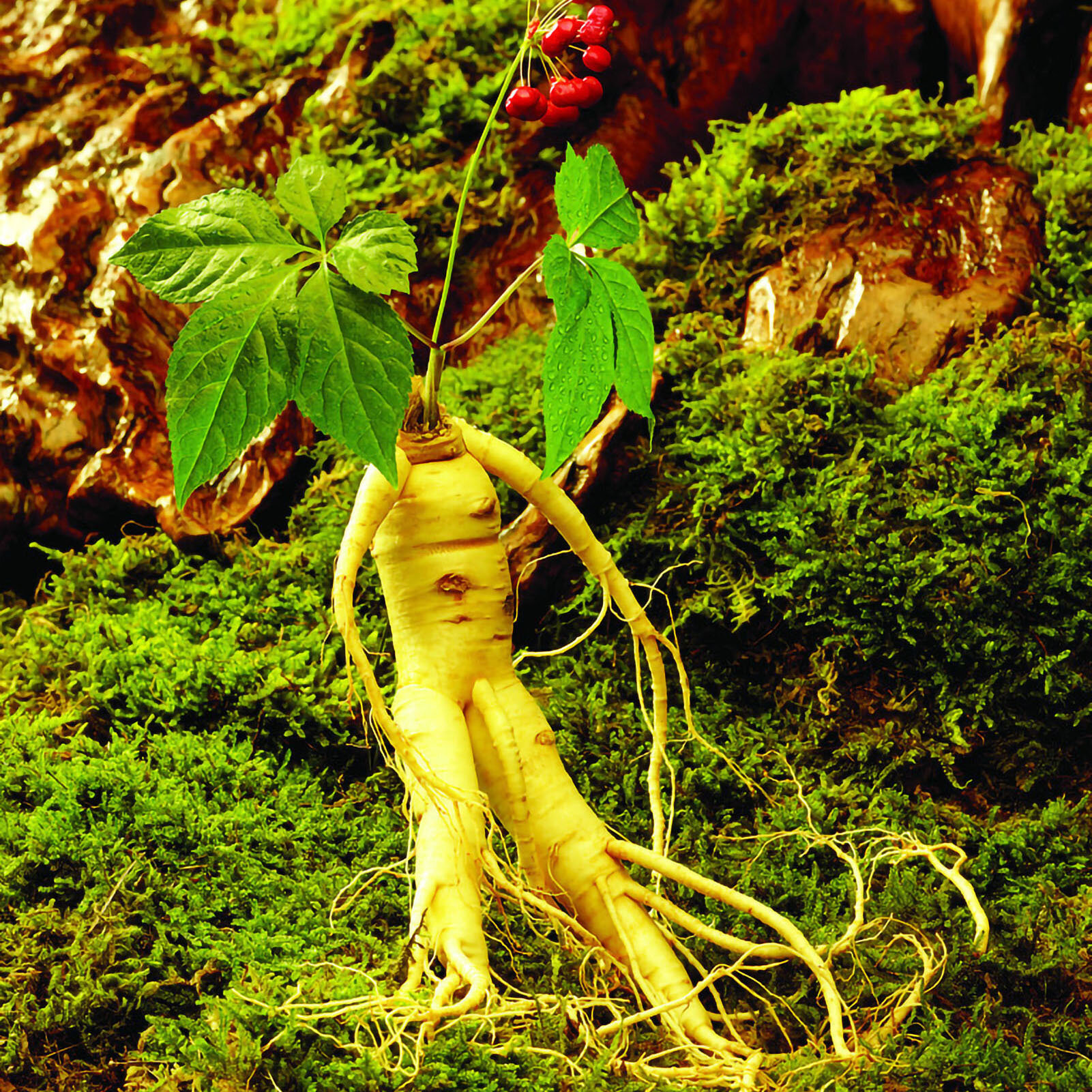 Семена женьшеня легко растут семена растений редкие семена лекарственной травы для садового двора