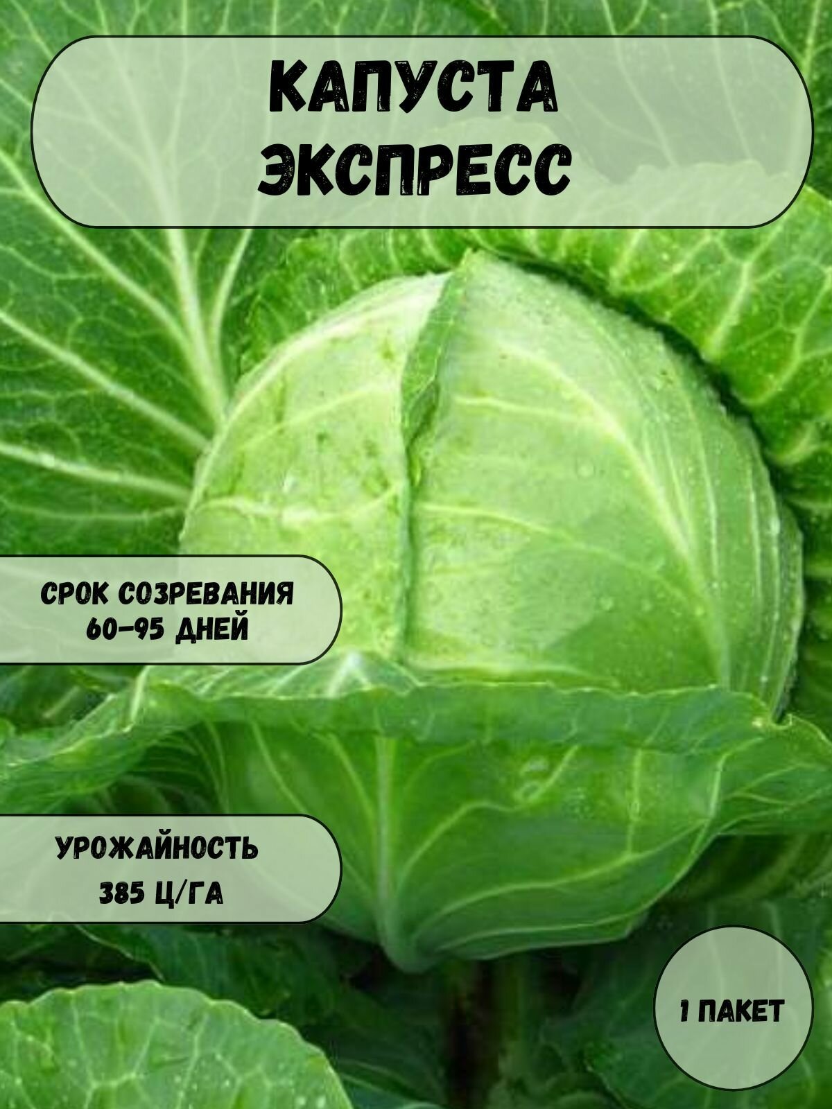 Капуста Экспресс F1 семена 10 шт