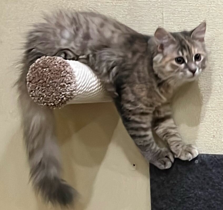 Столбик-ступенька для кошек настенный Моя Котя бежевый с хлопком