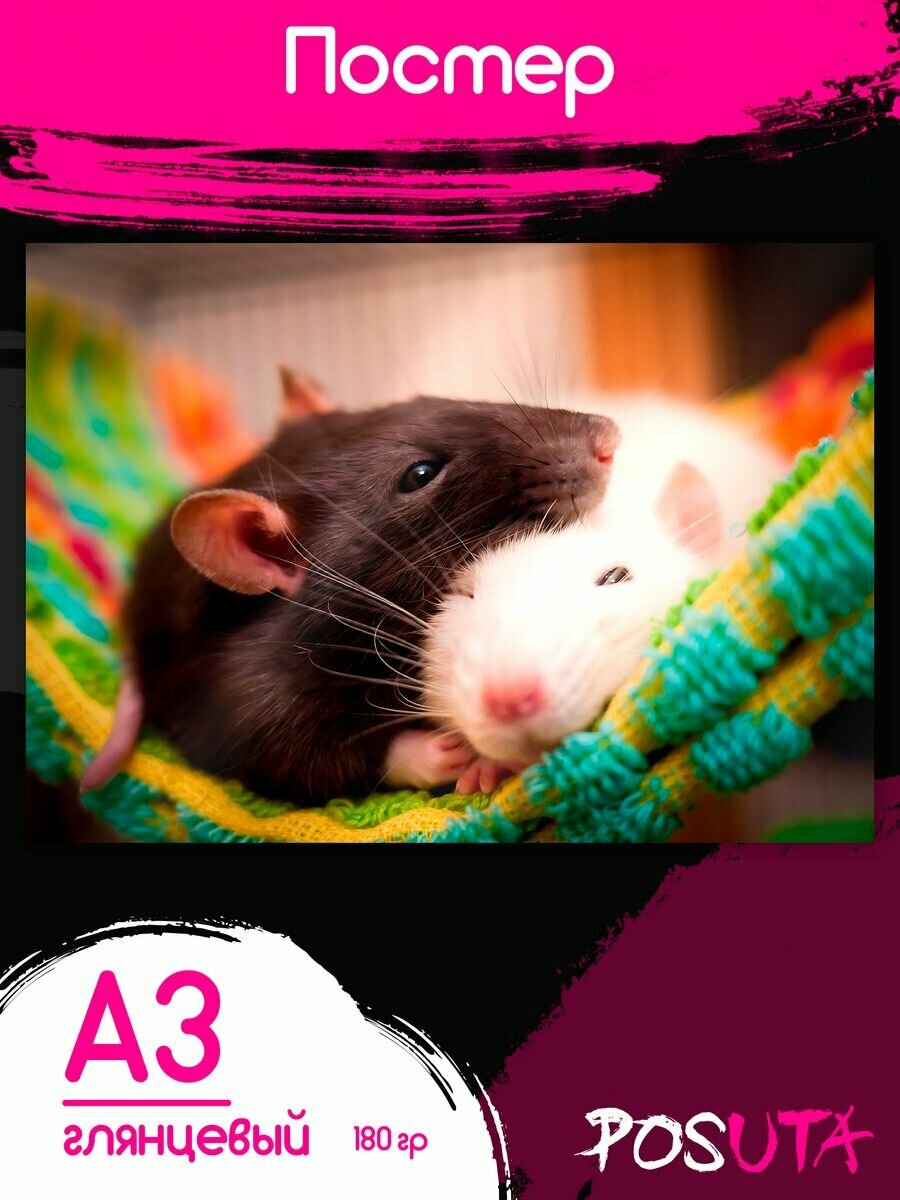 Постеры на стену крыса постеры животные