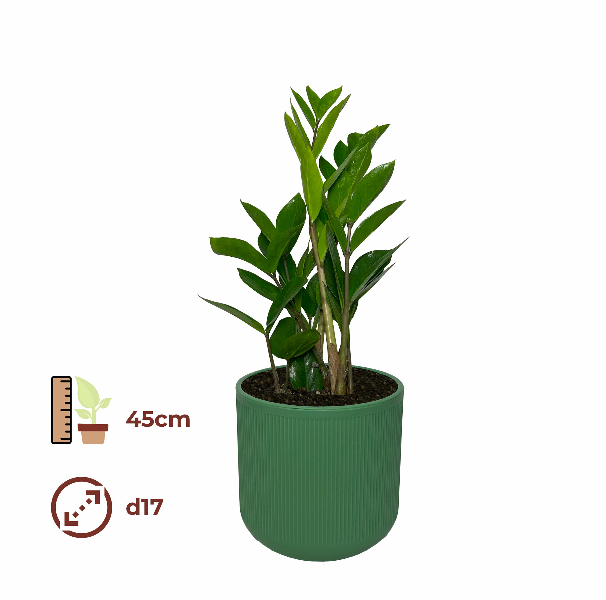 Замиокулькас 17/45, цвет кашпо зеленый