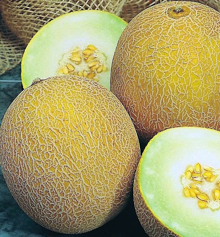 Коллекционные семена дыни Лада