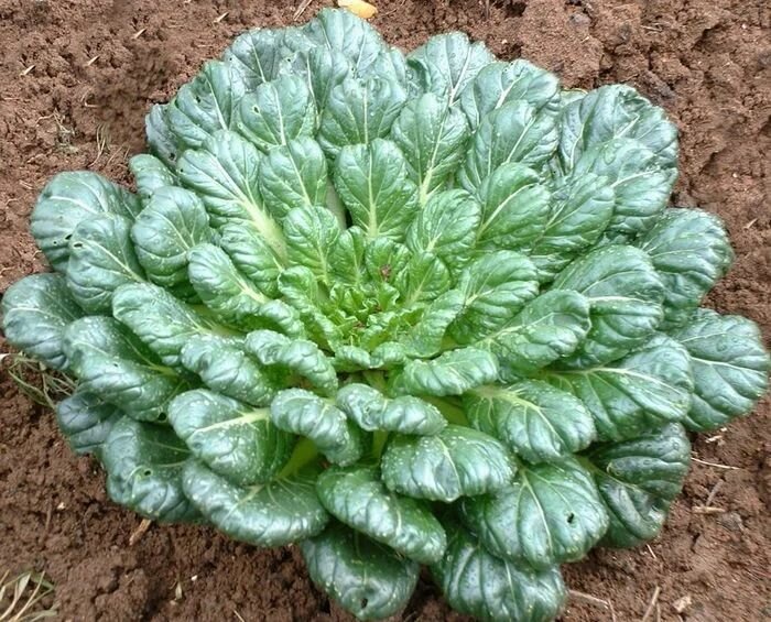 Коллекционные семена капусты китайская Татсой