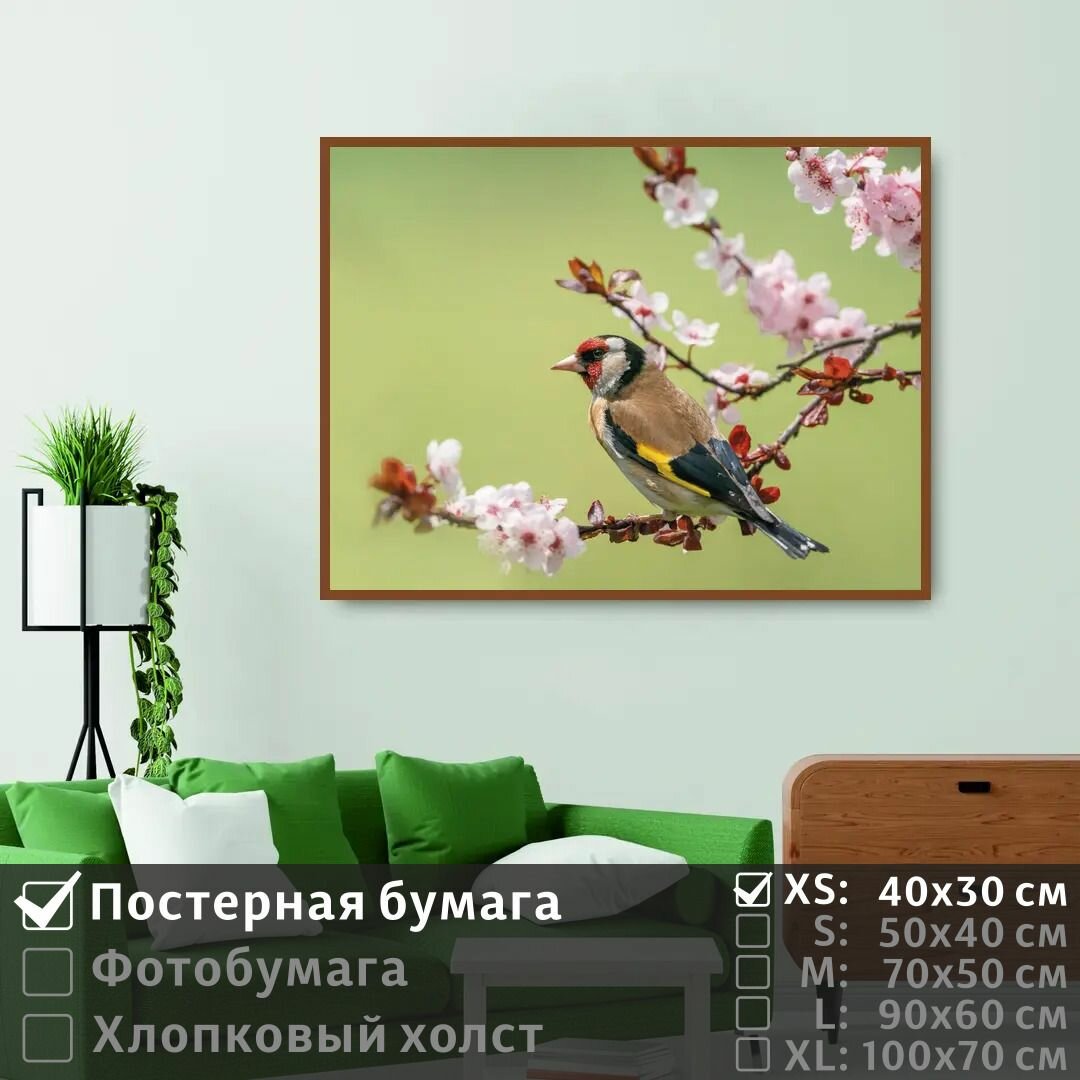 Постер на стену Птица Зяблик Сидит На Цветущей Ветке 40х30 см ПолиЦентр