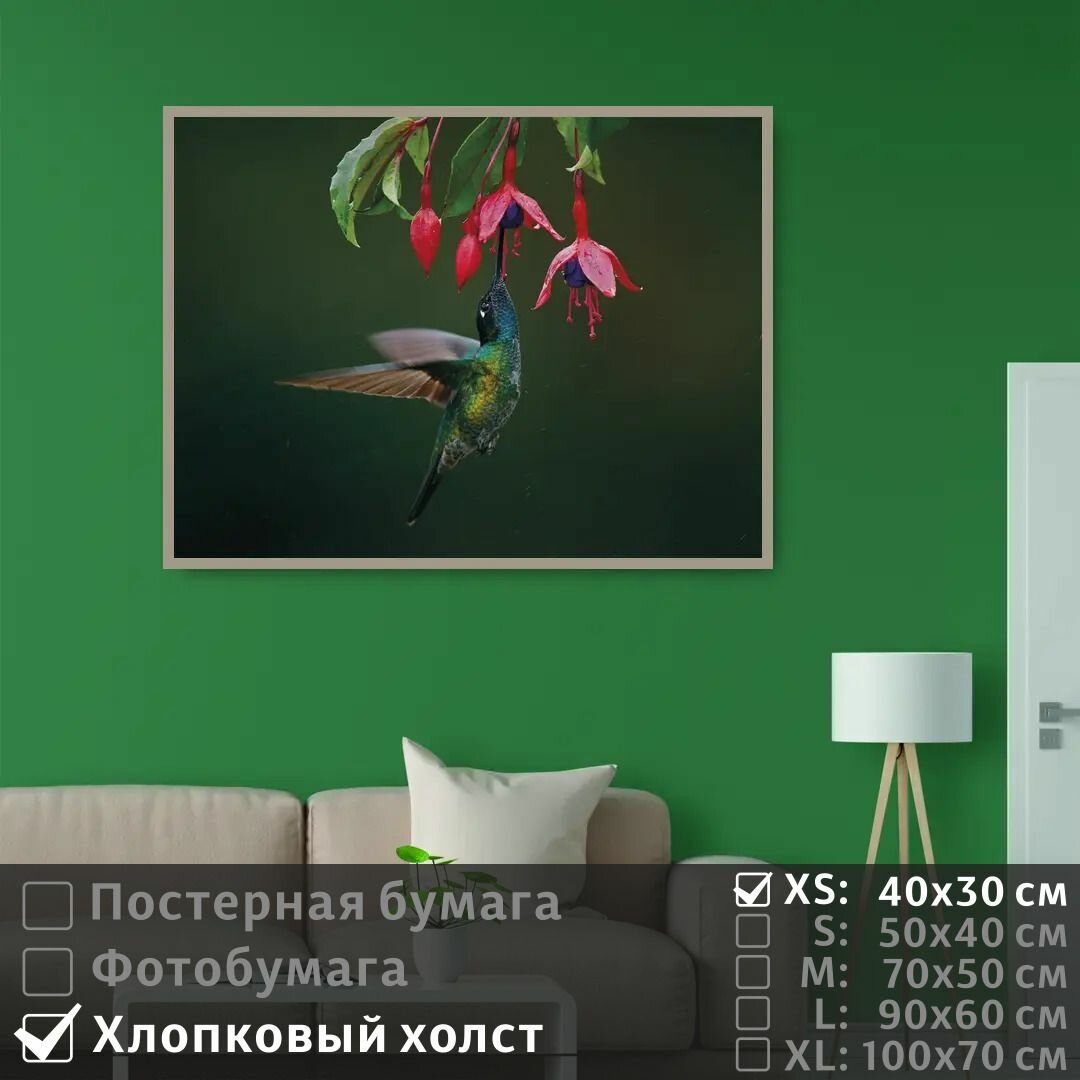 Постер на холсте Колибри В Полете С Цветками Фуксии 40х30 см ПолиЦентр