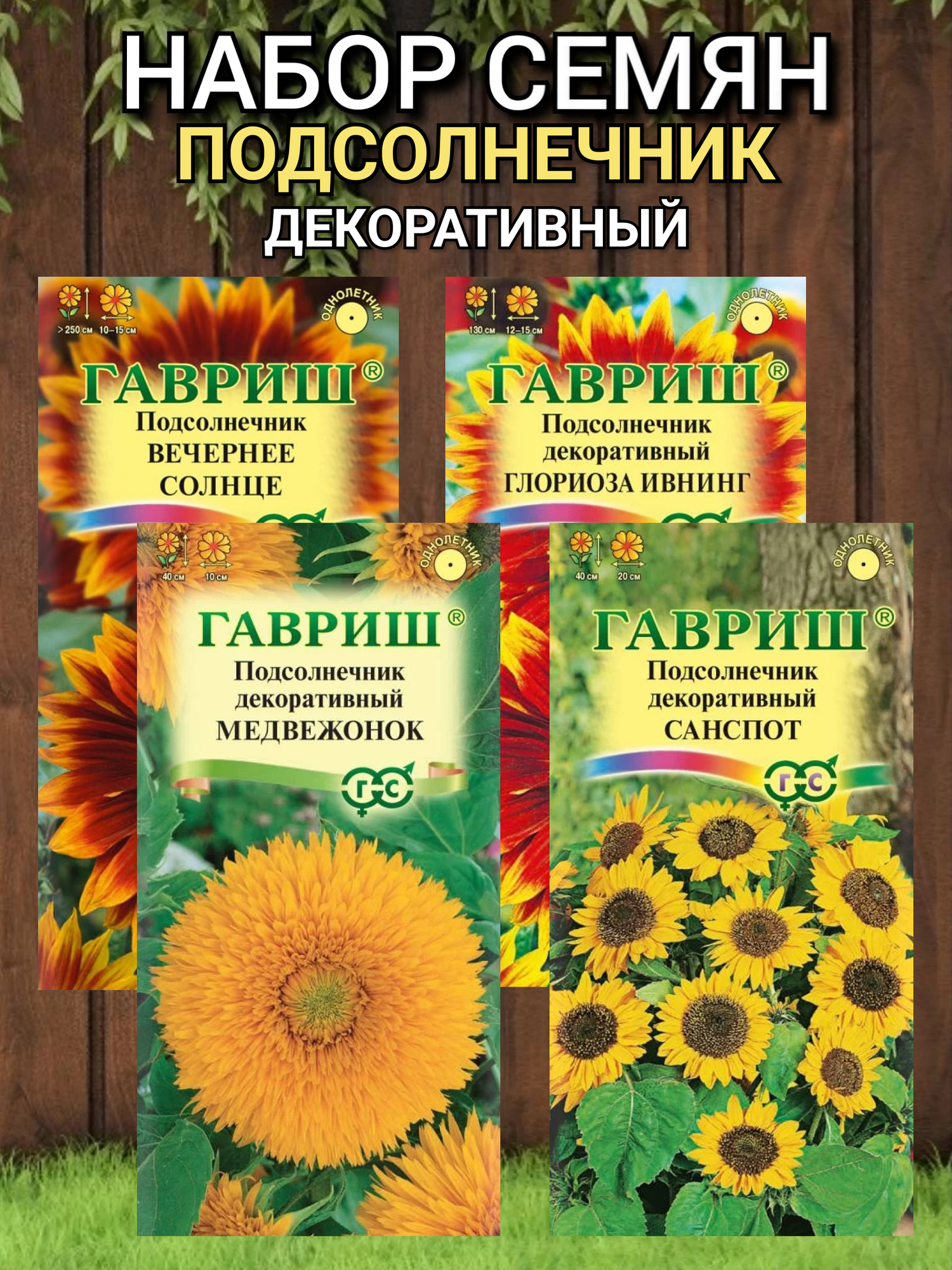 Декоративный подсолнечник: Медвежонок, Санспот, Вечернее солнце, Глориоза ивнинг