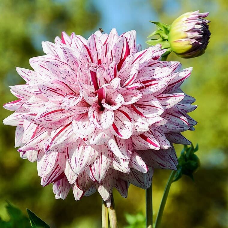 Георгина Блэкберри Риппл (1 клубень), Нидерланды