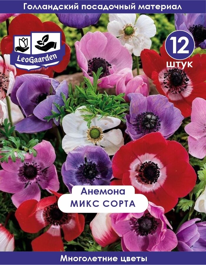 Анемона луковицы, микс сорта 12 шт (лг)