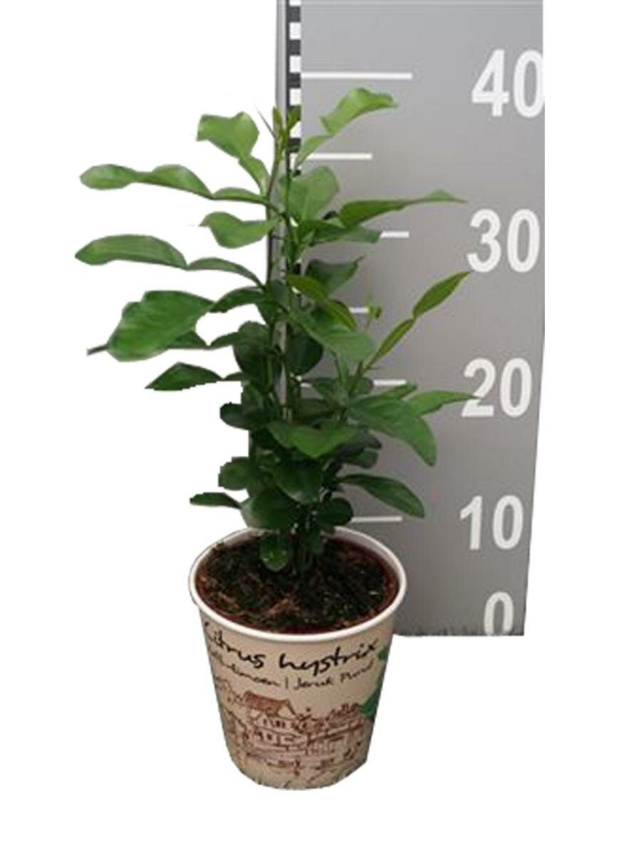 Каффир-лайм - Kaffir Limette (Citrus hystrix) D12 H35