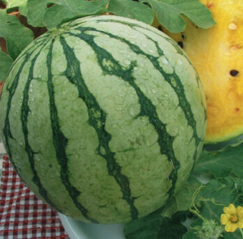 Семена Арбуза Принц Чарльз F1 (0,5 гр.)