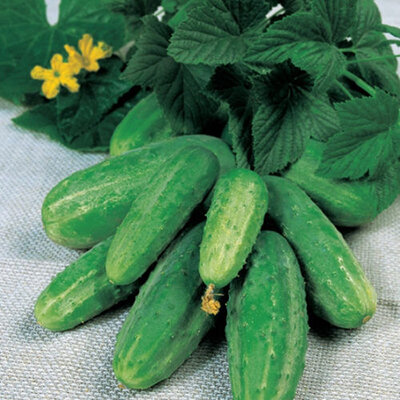 Семена огурцов Круиз F1 (10 шт.)