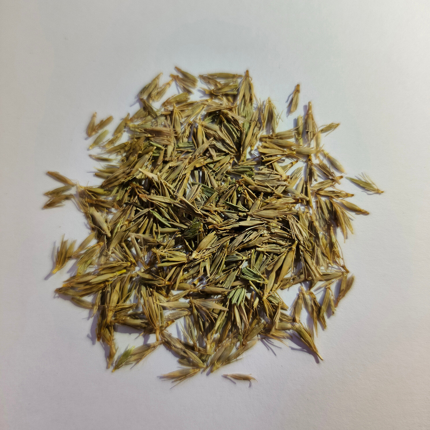 Семена ячмень гривастый для посадки 100 штук