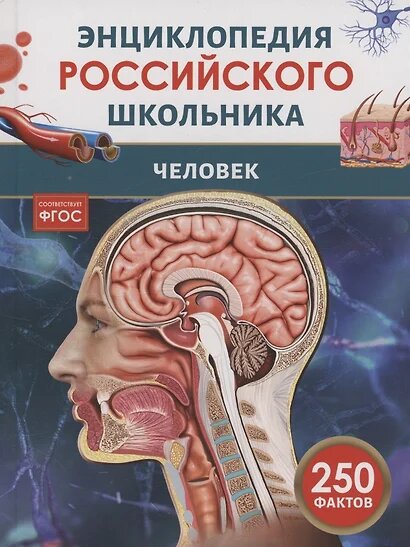 ЭнциклопедияРоссийскогоШкольника Человек (соот. ФГОС), (Росмэн/Росмэн-Пресс, 2024), 7Бц, c.48