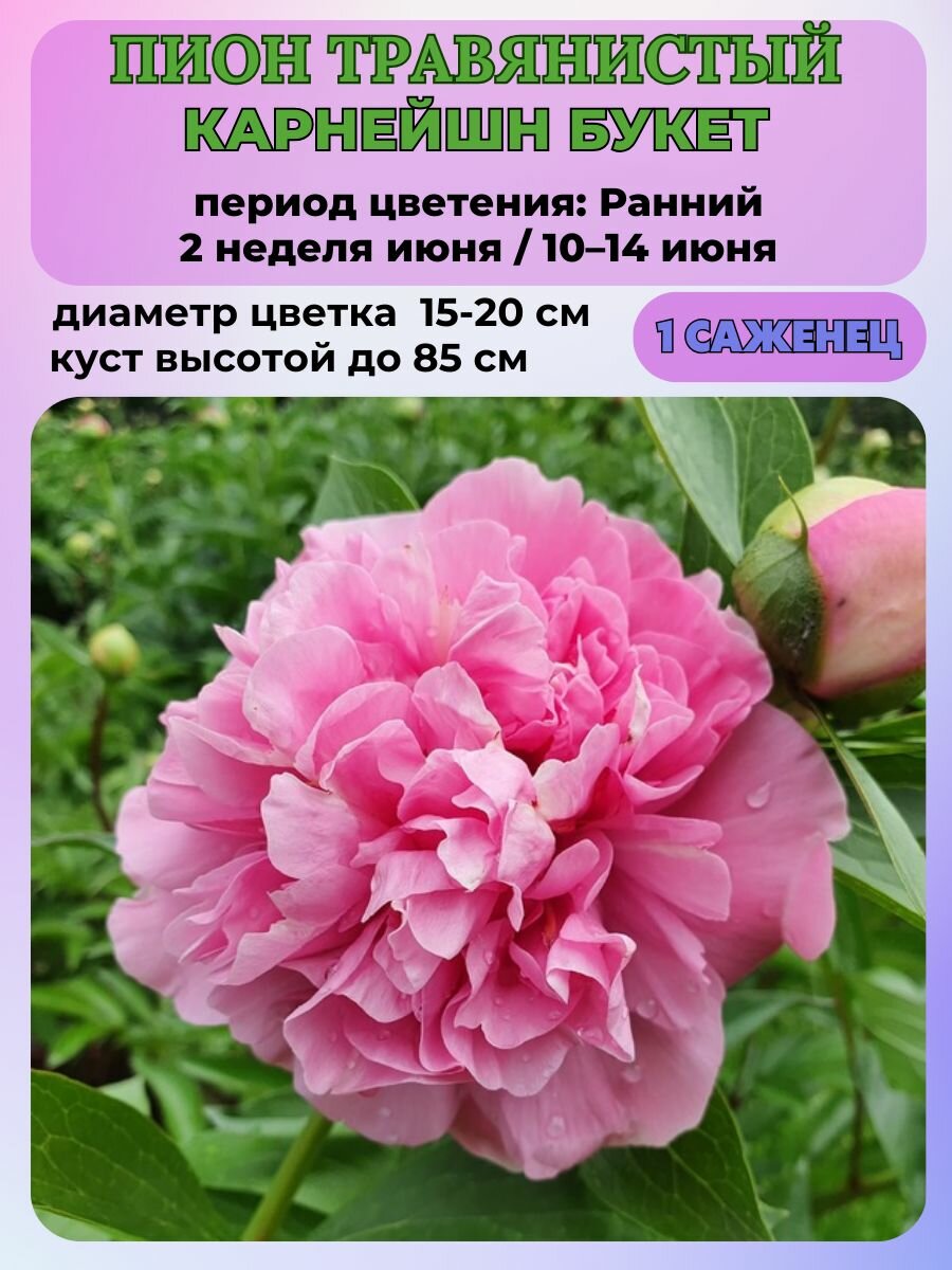 Пион травянистый Карнейшн букет, корневище 1 шт.