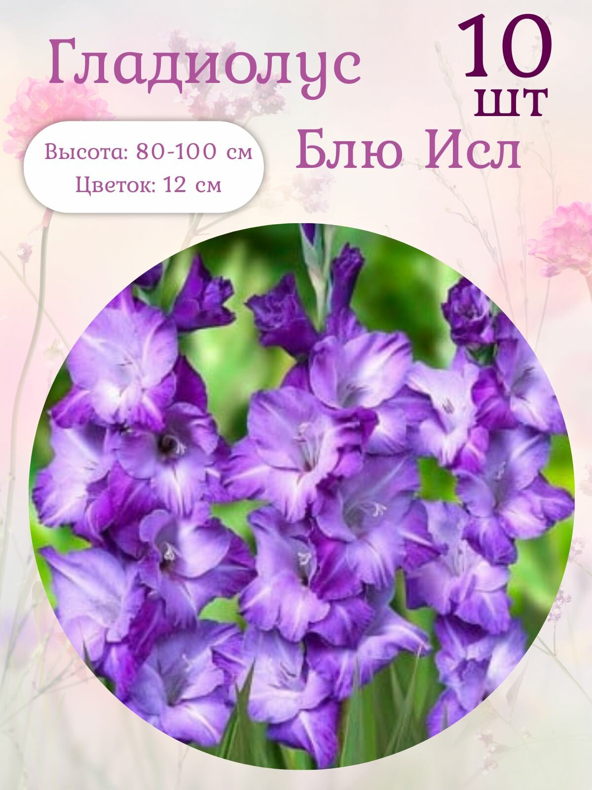 Гладиолус крупноцветковый, многолетние цветы, луковицы 10 шт.