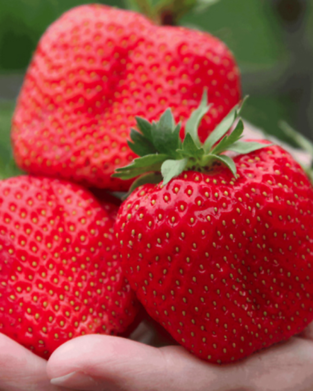 Клубника ремонтантная (крупноплодная) Свит Мери XXL 10 шт / морозостойкий