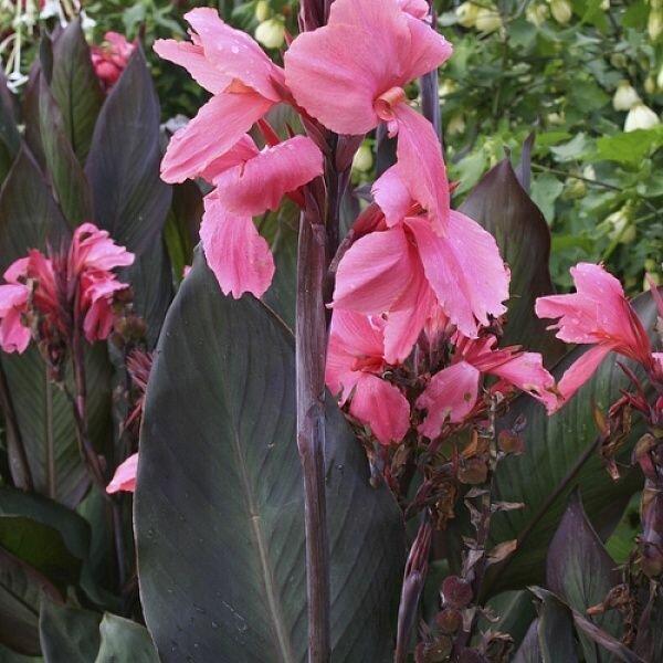 Канна Futurity Pink 1 шт. луковицы, клубни, корни цветов