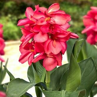 Канна Cannasol Хэппи Изабель луковицы, клубни, корни цветов