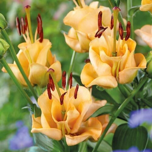 Лилия Эприкот Фадж 1 шт