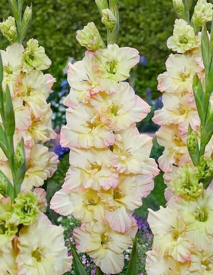 Гладиолус Воронеж 1 шт