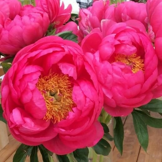 Пион Цитерия 1 шт