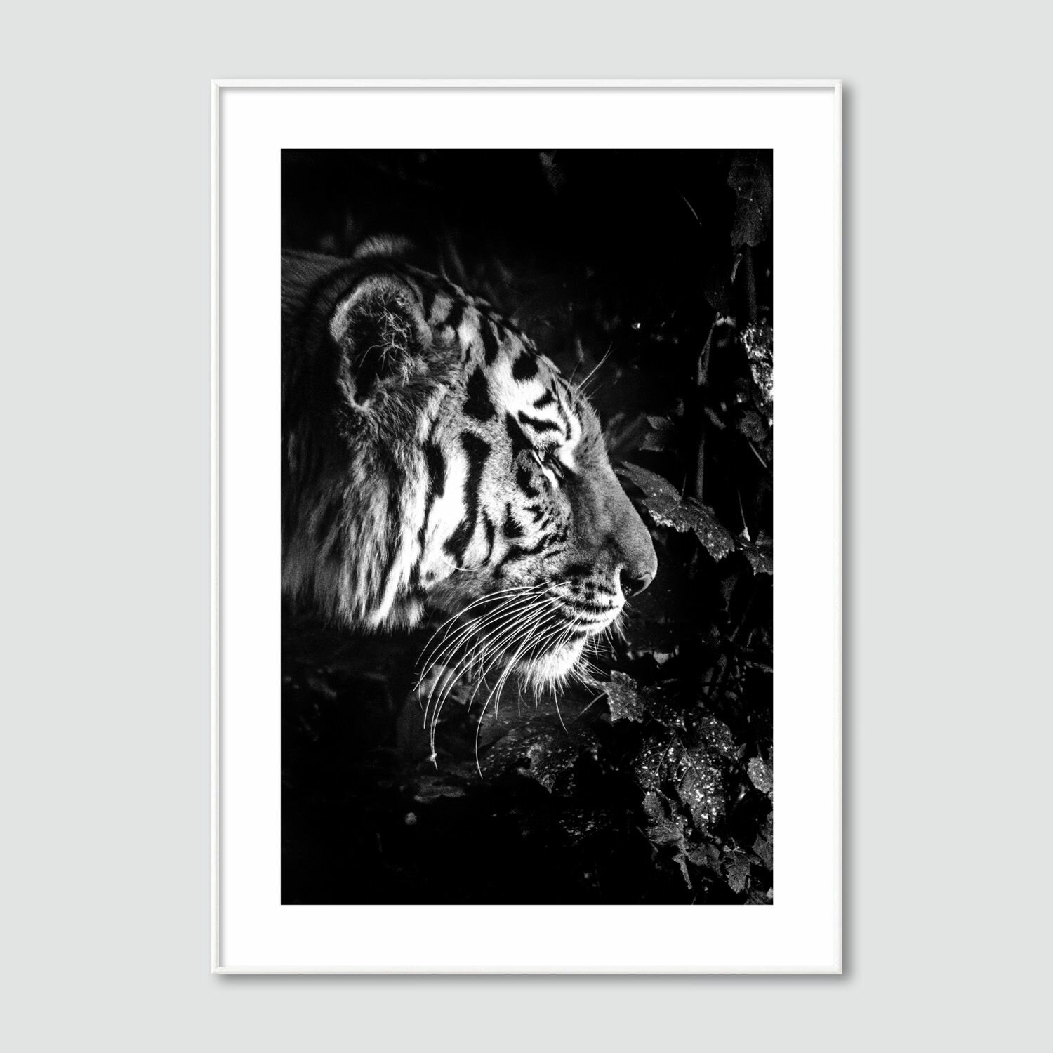 Постер в раме 50х70 Postermarkt, Тигр