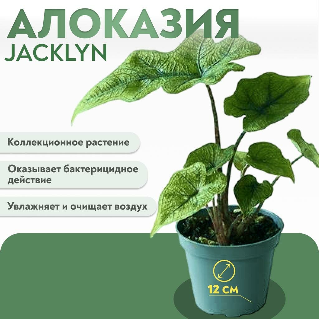 Домашнее растение комнатный цветок домашний Алоказия Jacklyn