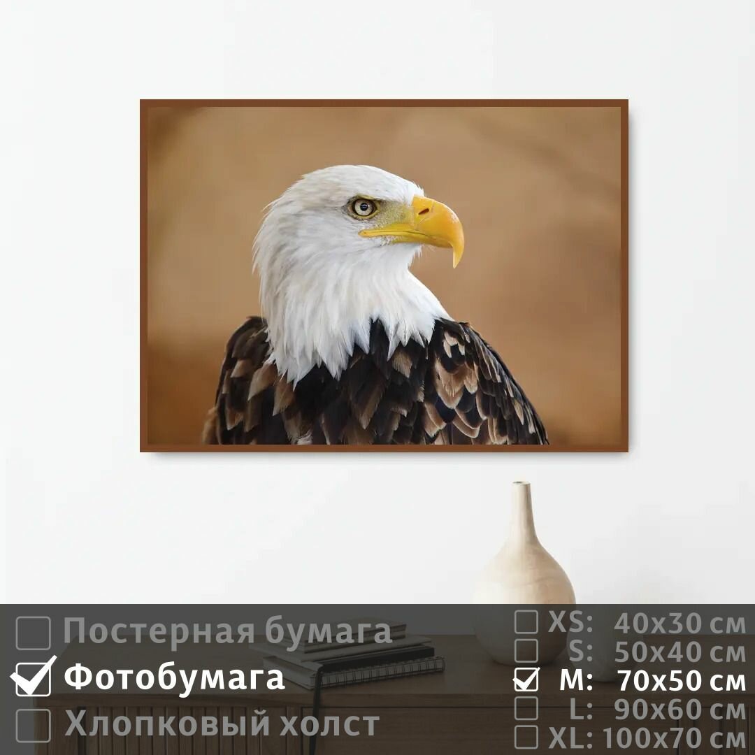Постер на фотобумаге Белоголовый Орел 70х50 см ПолиЦентр