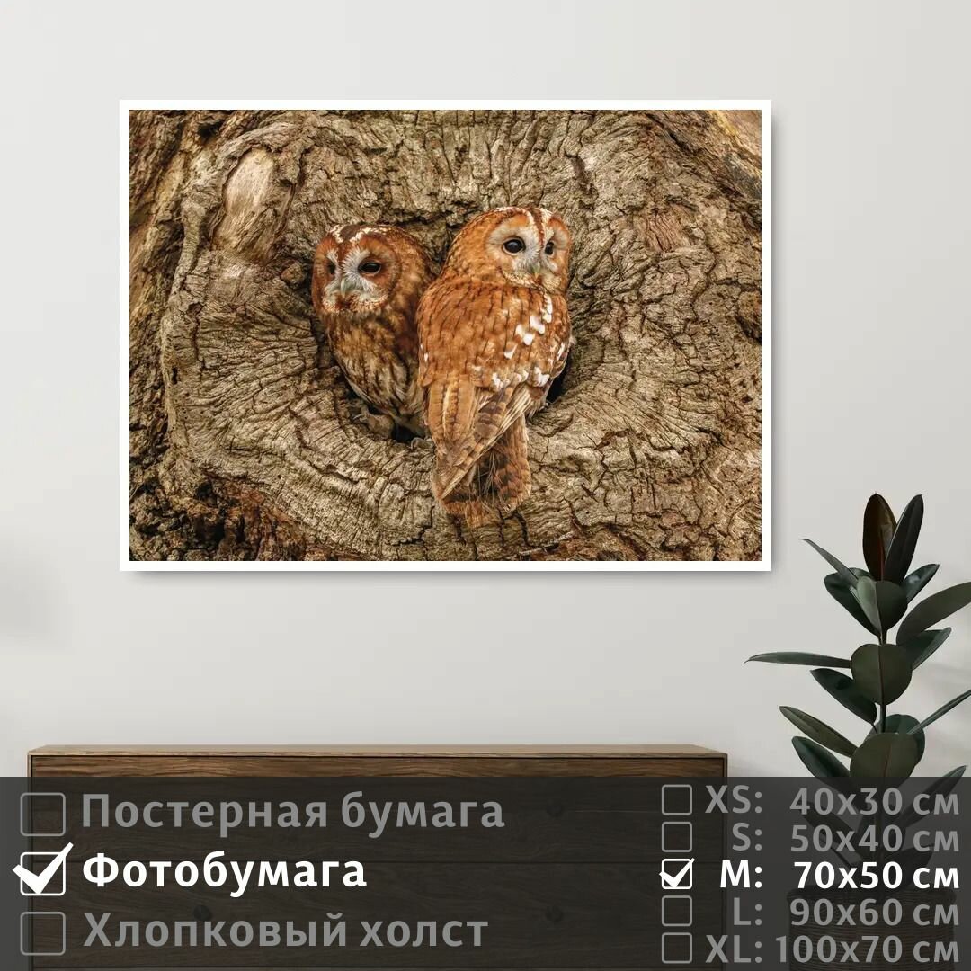 Постер на фотобумаге Две Совы В Дупле Дерева 70х50 см ПолиЦентр