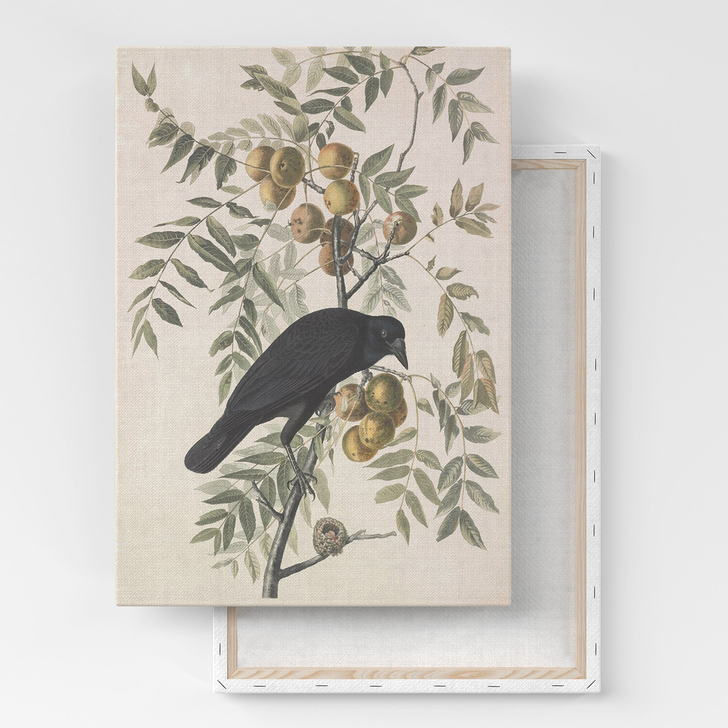 Картина на холсте, репродукция / Джон Джеймс Одюбон - American Crow / Размер 60 x 80 см