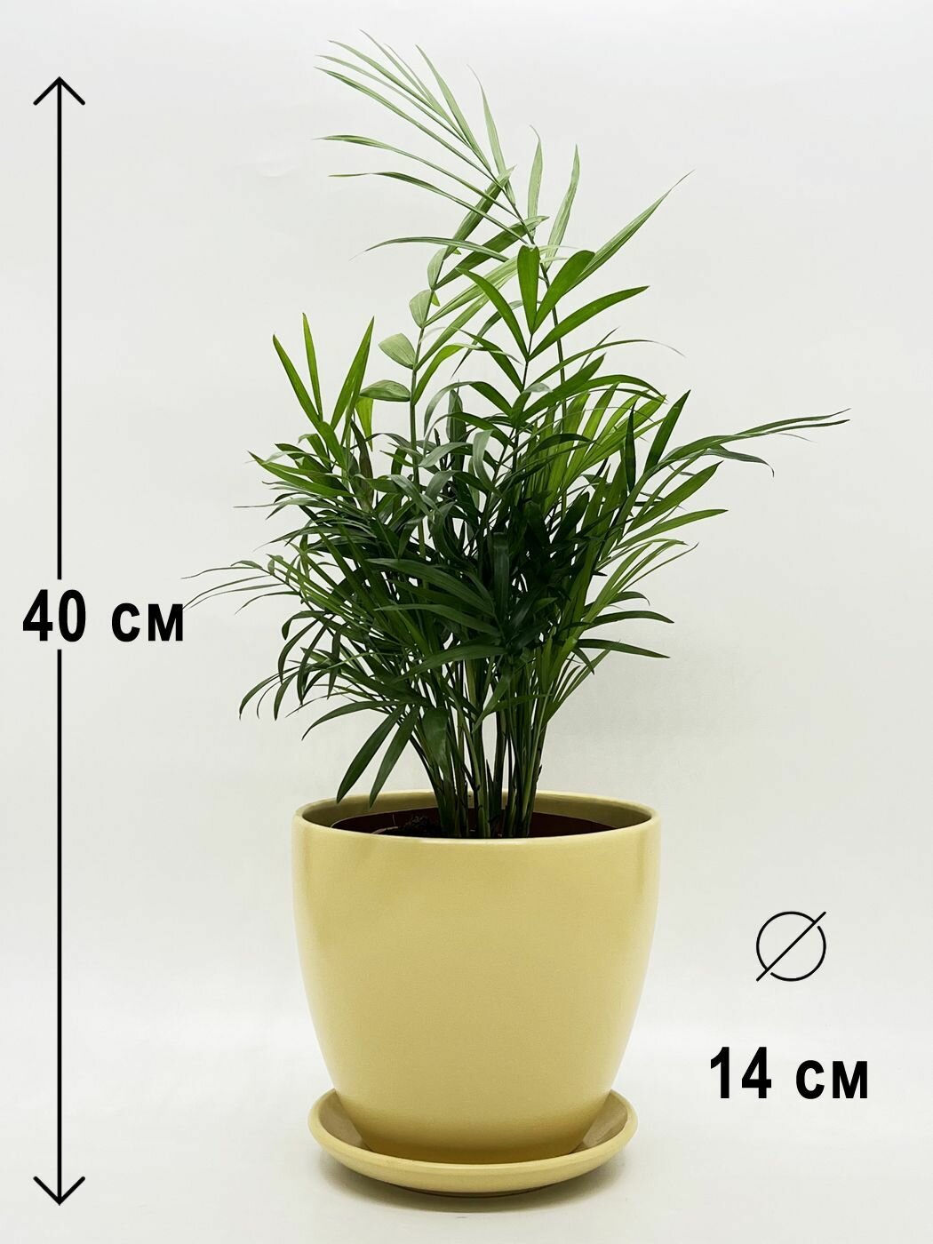 Хамедорея Элеганс в керамическом бежевом горшке с поддоном, высота композиции 35-40см