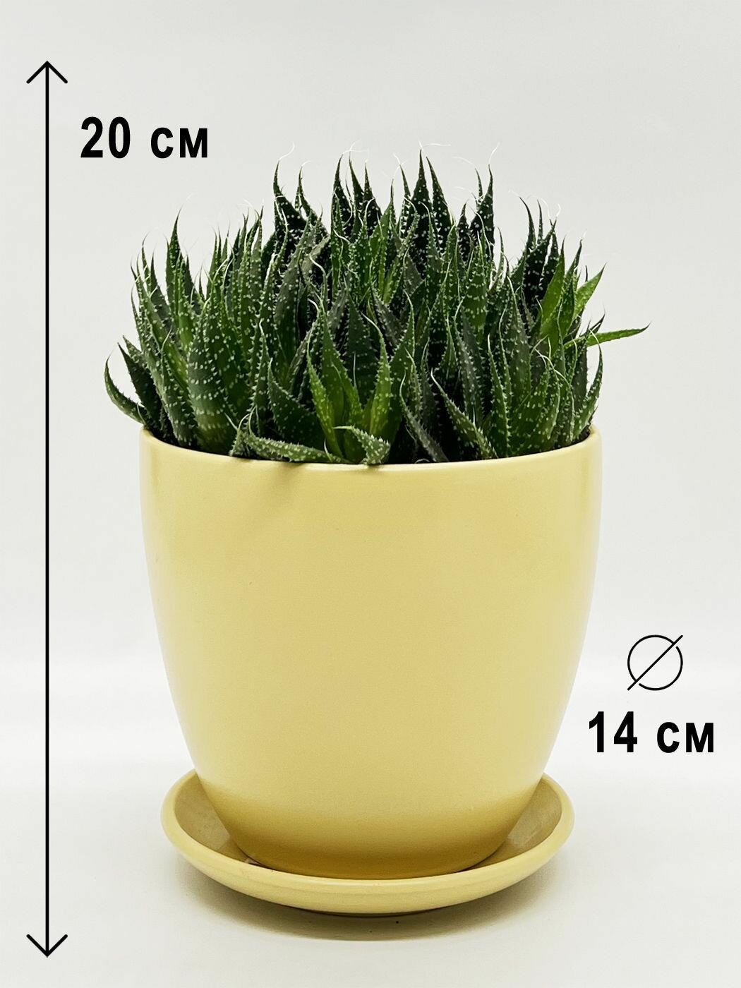 Алоэ Остистое в керамическом бежевом горшке с поддоном, высота композиции 20-25см