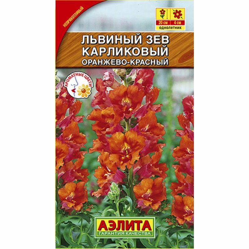 Львиный зев карликовый оранжево-красный