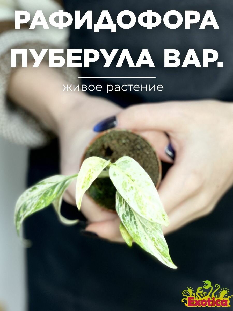 Рафидофора Пуберула Вариегата (Rhaphidophora Puberula Variegata) D6см, комнатный цветок