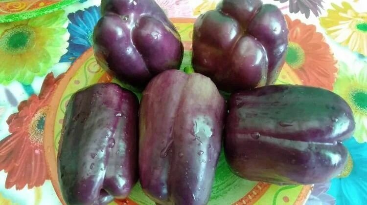 Коллекционные семена перца сладкого Текила F1