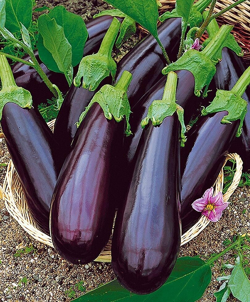 Коллекционные семена баклажана Рома F1