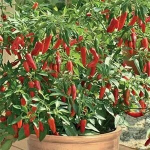 Коллекционные семена перца острого Дракоша